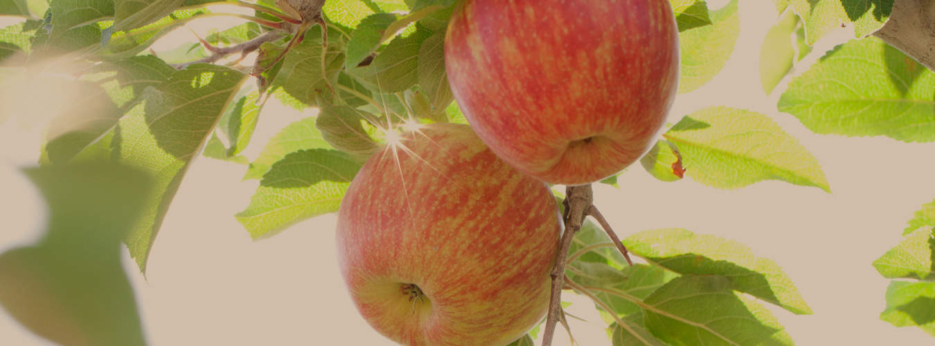Hello Honeycrisp | Rainier Fruit Company