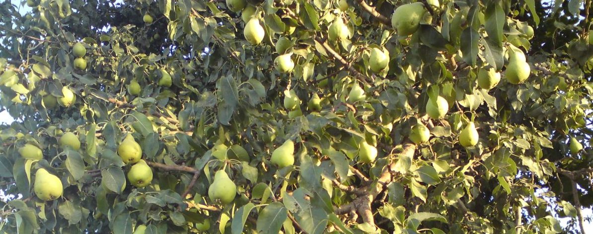 Bob Gix honored with 2017 Silver Pear award | Rainier Fruit Company