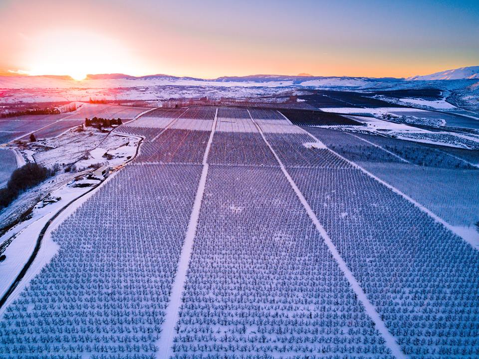 Apple Farming Isn’t Just Picking Apples | Rainier Fruit Company