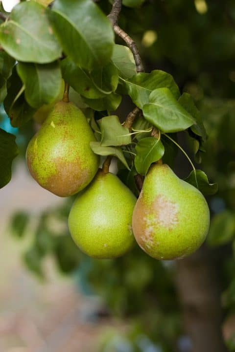 Bob Gix honored with 2017 Silver Pear award - Rainier Fruit