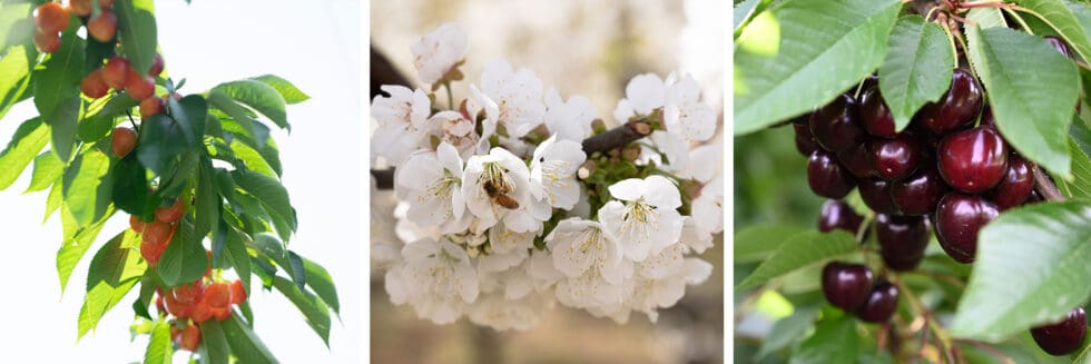 Cherries - Rainier Fruit
