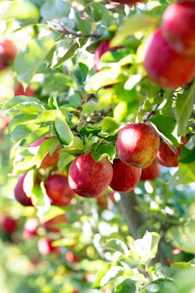 Homepage - Rainier Fruit