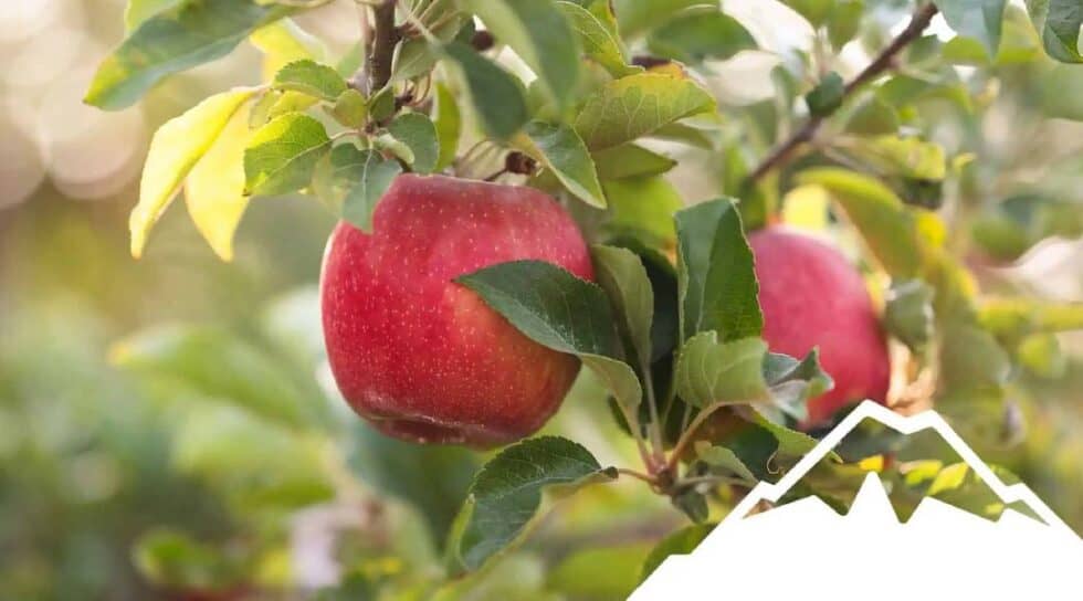 Homepage - Rainier Fruit